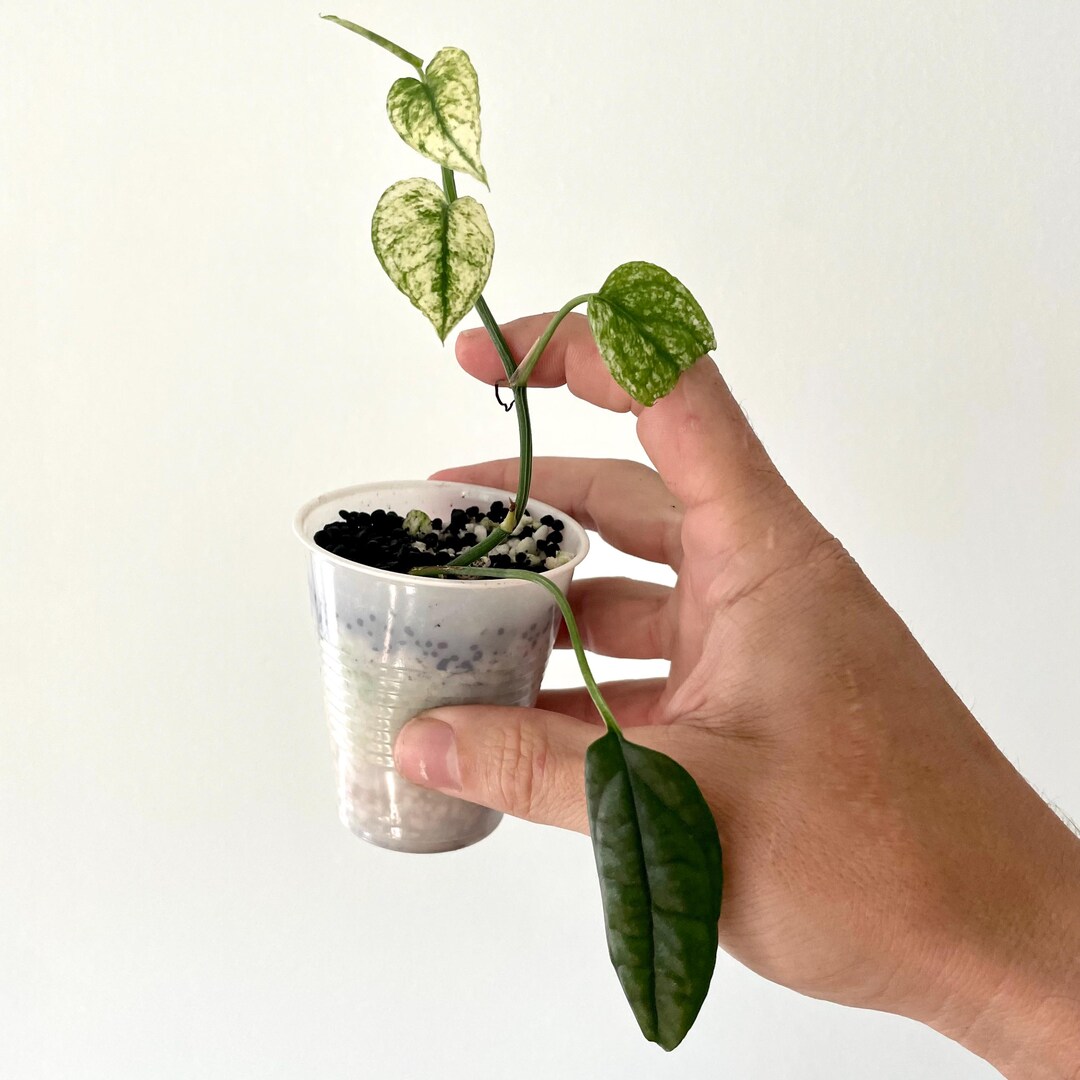 Epipremnum Cebu Blue Ghost Variegated | USA Seller | Epi Pinnatum | USA ...