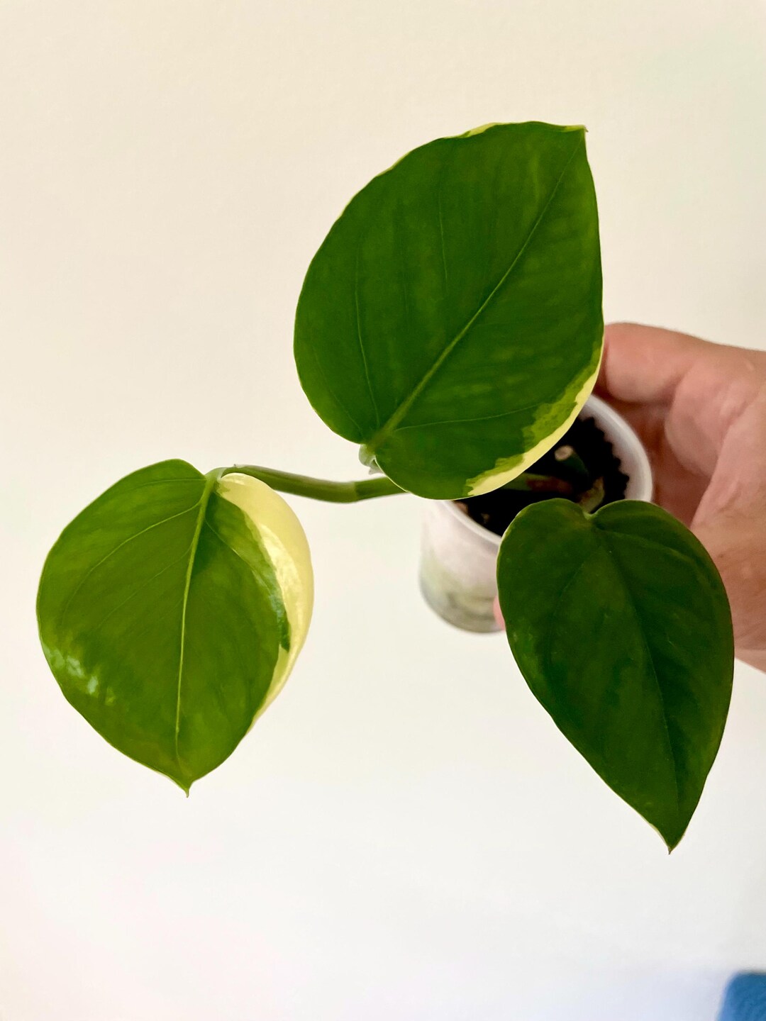 Poonsin Pothos | Epipremnum Aureum | USA Grower & Seller - Etsy