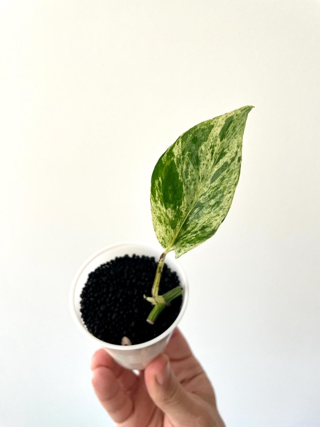 Fanfare Pothos | Teruno Series | Epipremnum Aureum Fanfare ...