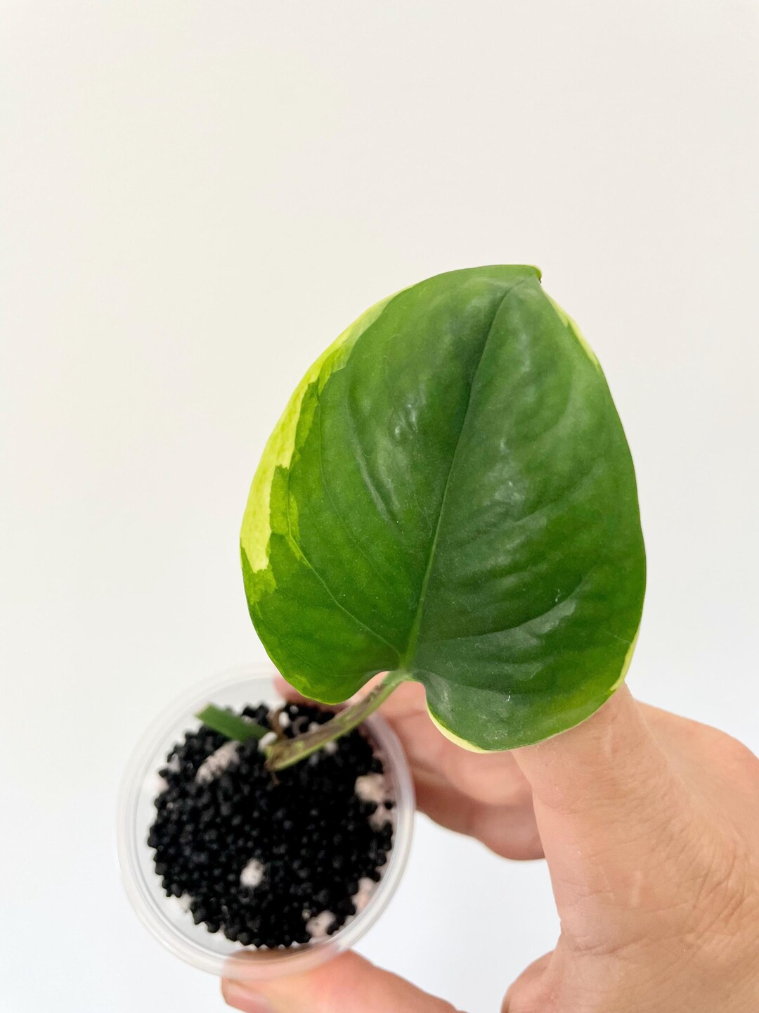 Poonsin Pothos | Epipremnum Aureum | USA Grower & Seller - Etsy