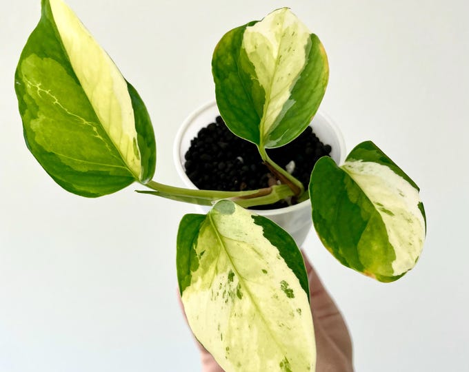 Japanese Global Pothos | Epipremnum Aureum Global | Japanese Global ...