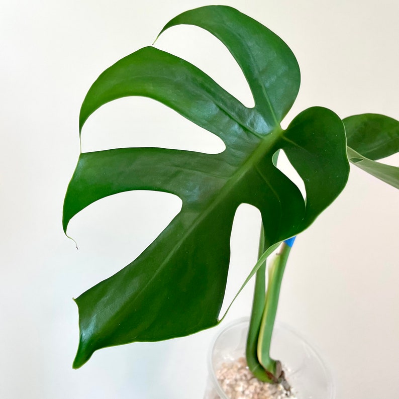 Monstera Deliciosa compacta Dwarf Monstera Kunzo Lineage USA SELLER - Etsy