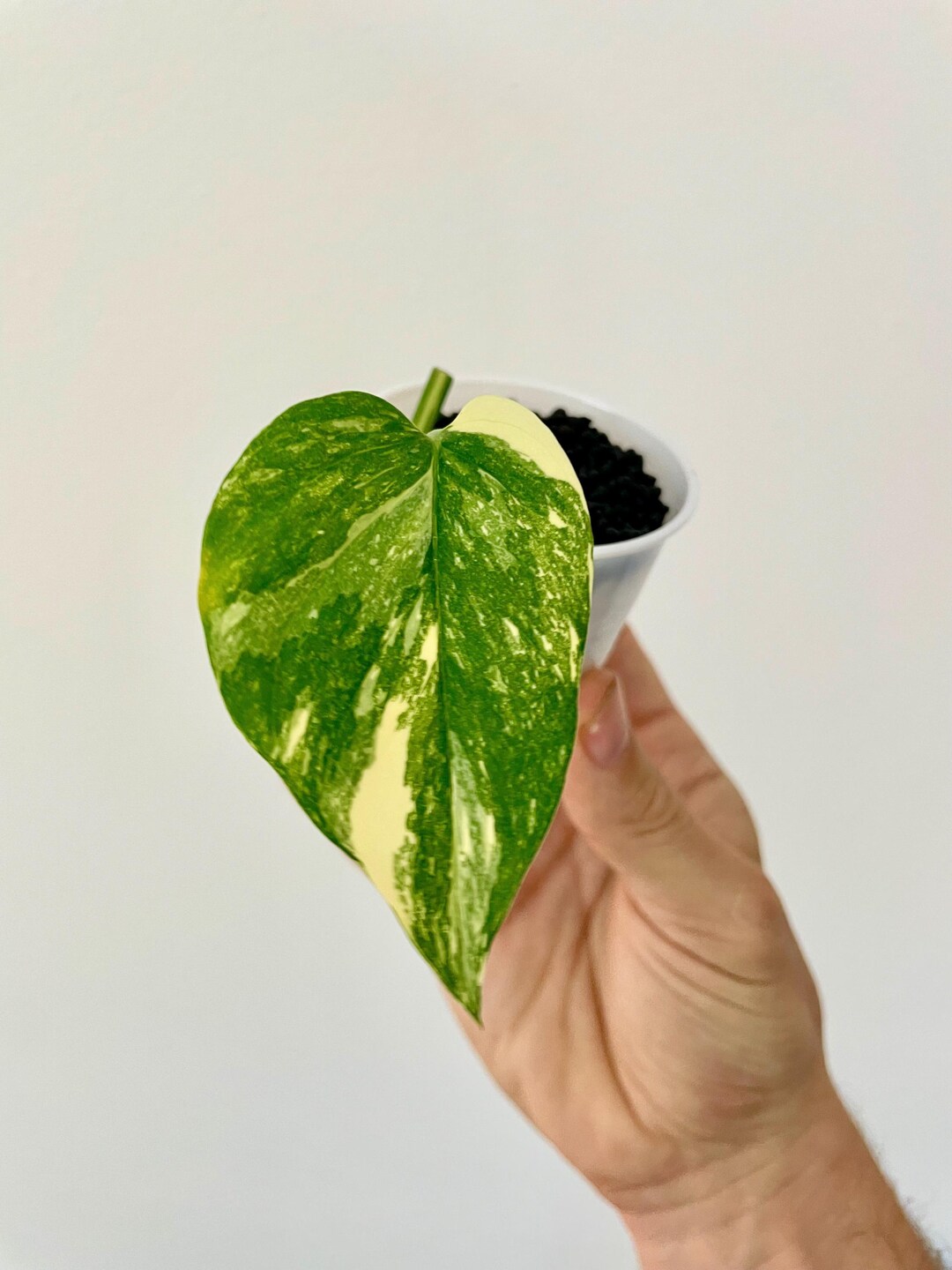 Colorado Constellation Pothos | Epipremnum Aureum | Terunoworld | USA ...