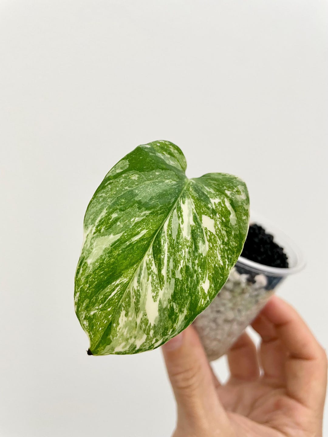 Colorado Constellation Pothos | Epipremnum Aureum | Terunoworld | USA ...