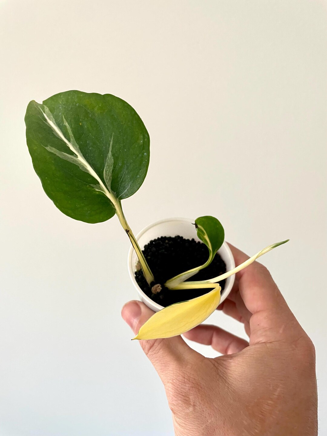 Mutant Manjula Pothos | Epipremnum Aureum Mutant Manjula | USA Seller ...