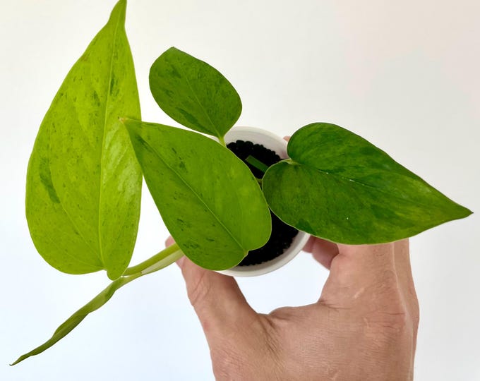 Carnival Pothos | Teruno Series | Epipremnum Aureum Carnival ...