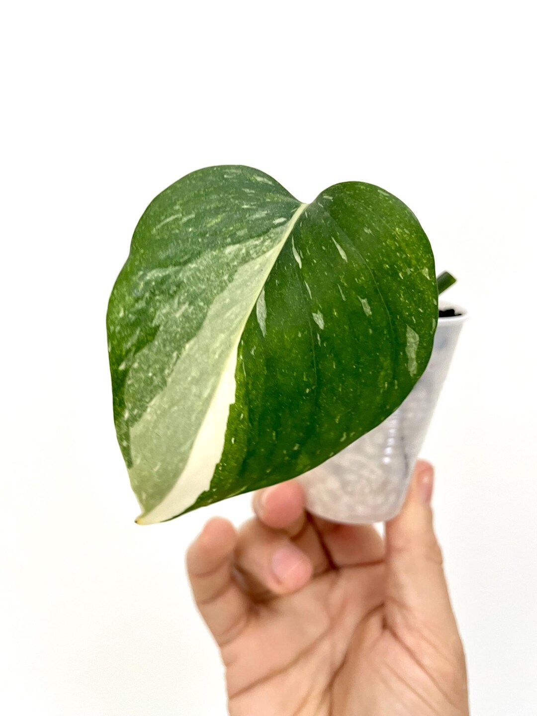 Colorado Constellation Pothos | Epipremnum Aureum | Terunoworld | USA ...