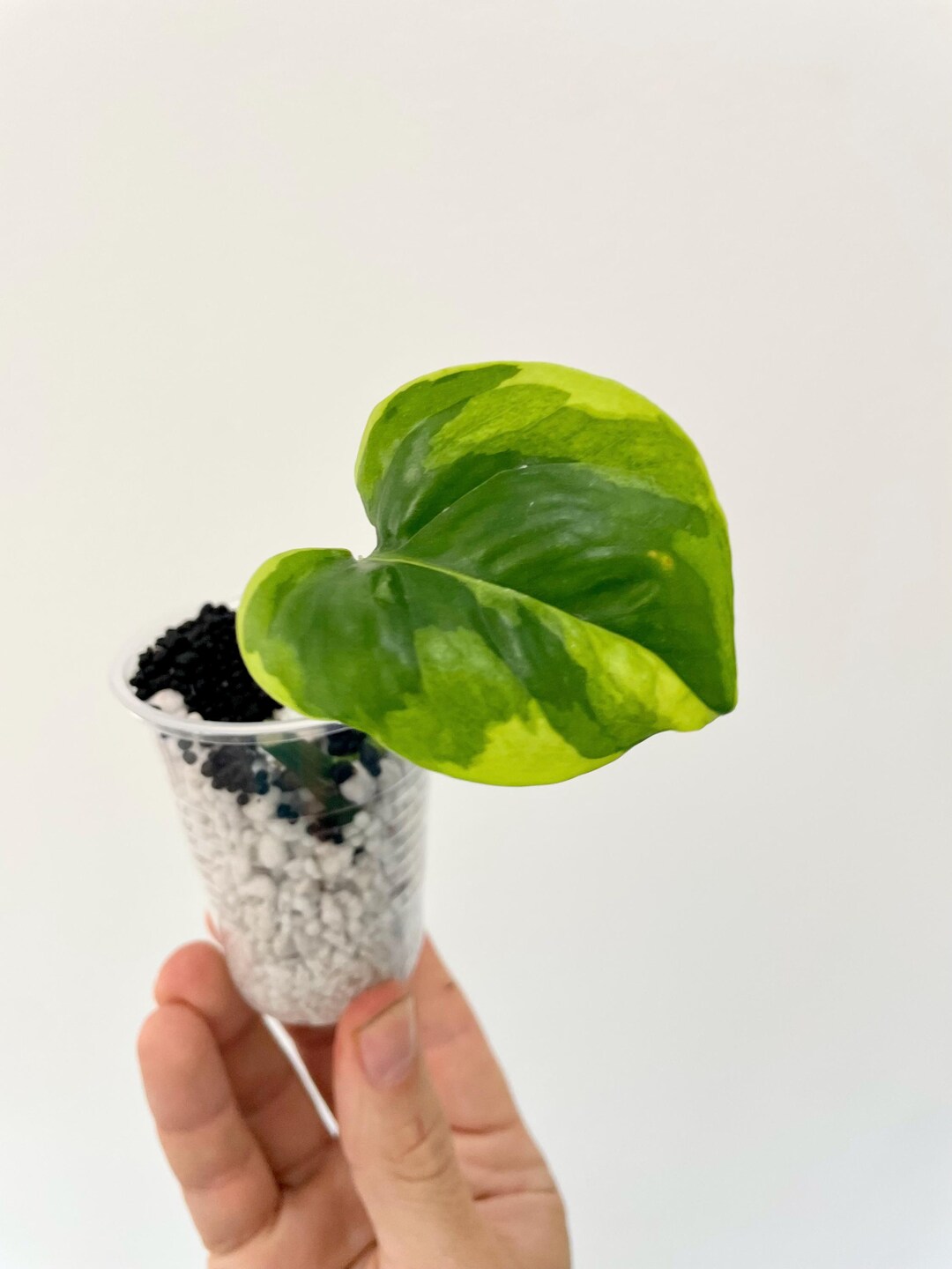 Poonsin Pothos | Epipremnum Aureum | USA Grower & Seller - Etsy