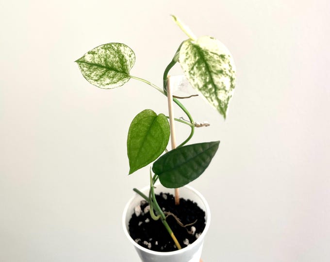 Epipremnum Cebu Blue Ghost Variegated | USA Seller | Epi Pinnatum | USA ...