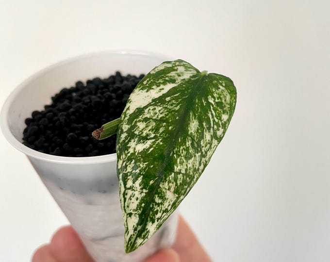 Cebu Ghost Epipremnum | Rooted Mid-cut | Epipremnum Cebu Ghost ...