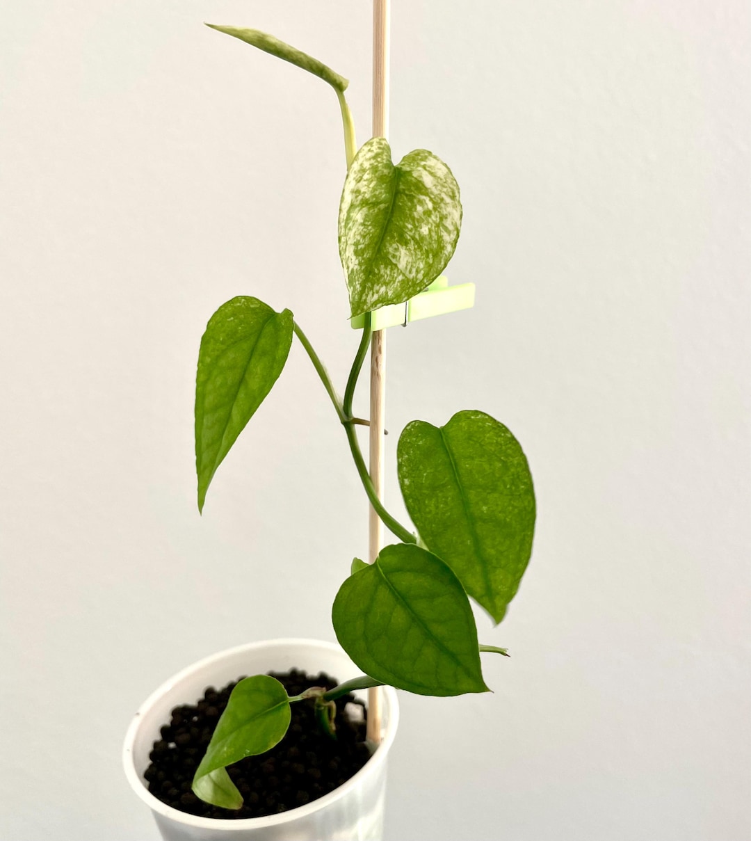 Epipremnum Cebu Blue Ghost Variegated | USA Seller | Epi Pinnatum | USA ...