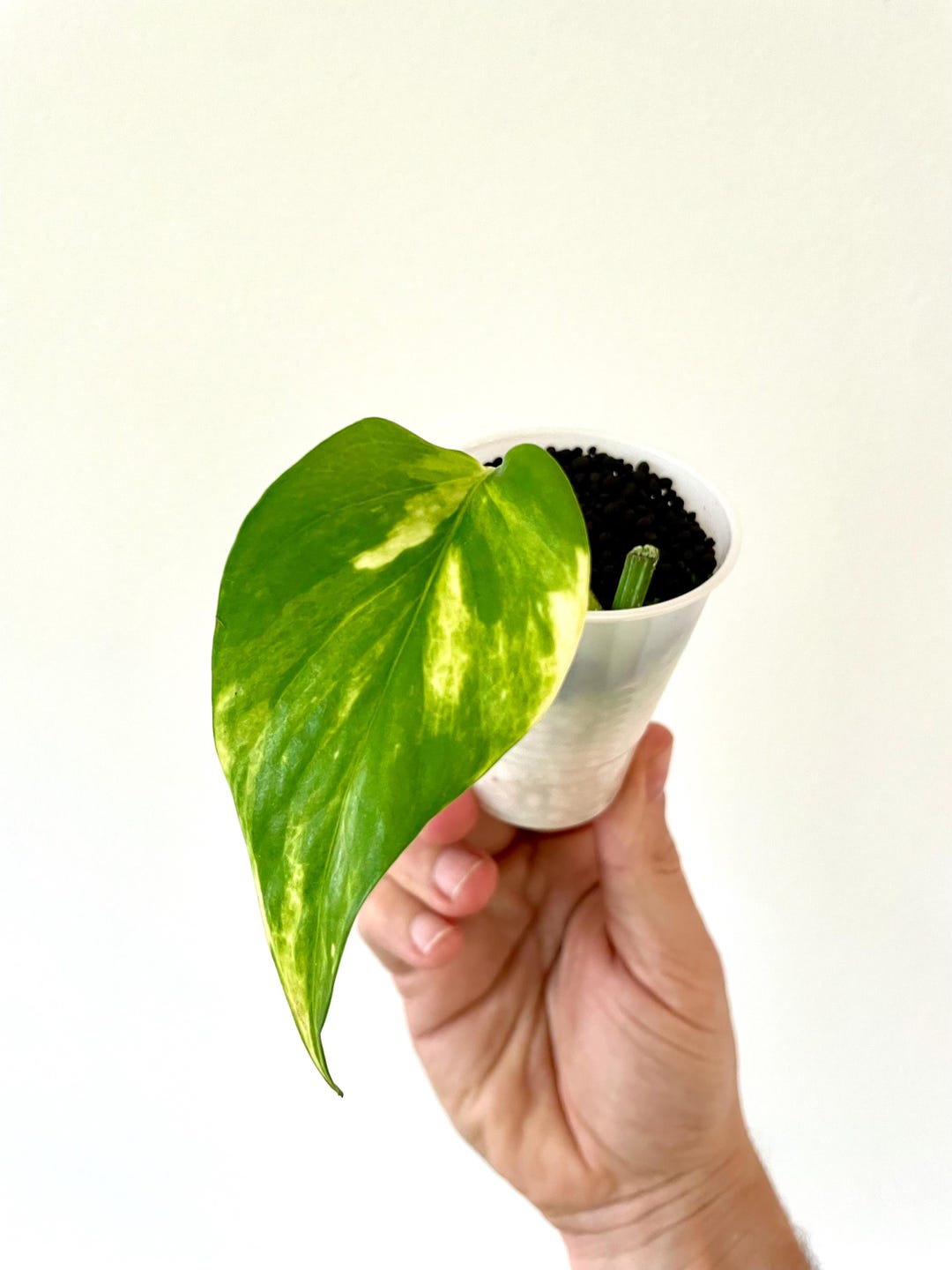Robin Pothos | Epipremnum Aureum | Teruno Series | Terunoworld | USA ...
