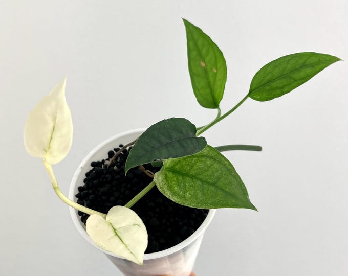 Epipremnum Cebu Blue Ghost Variegated | USA Seller | Epi Pinnatum | USA ...