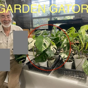 Albo Monstera Deliciosa Variegated white Tiger Kunzo Lineage USA Seller ...