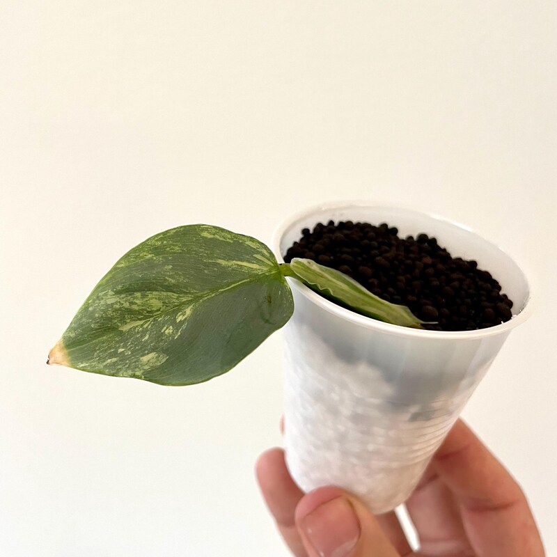 Philodendron Silver Sword - Etsy