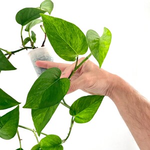 Carnival Pothos Teruno Series Epipremnum Aureum Carnival Terunoworld ...