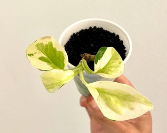 Japanese Global Pothos, Epipremnum Aureum - Etsy
