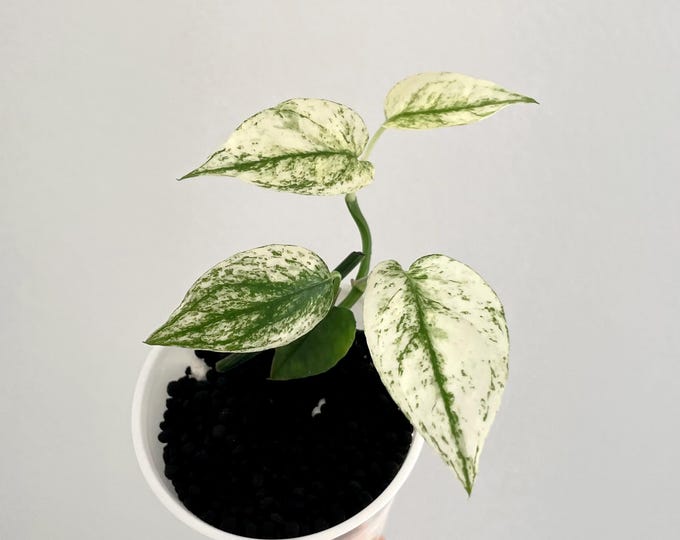Epipremnum Cebu Blue Ghost Variegated | USA Seller | Epi Pinnatum | USA Seller - Etsy