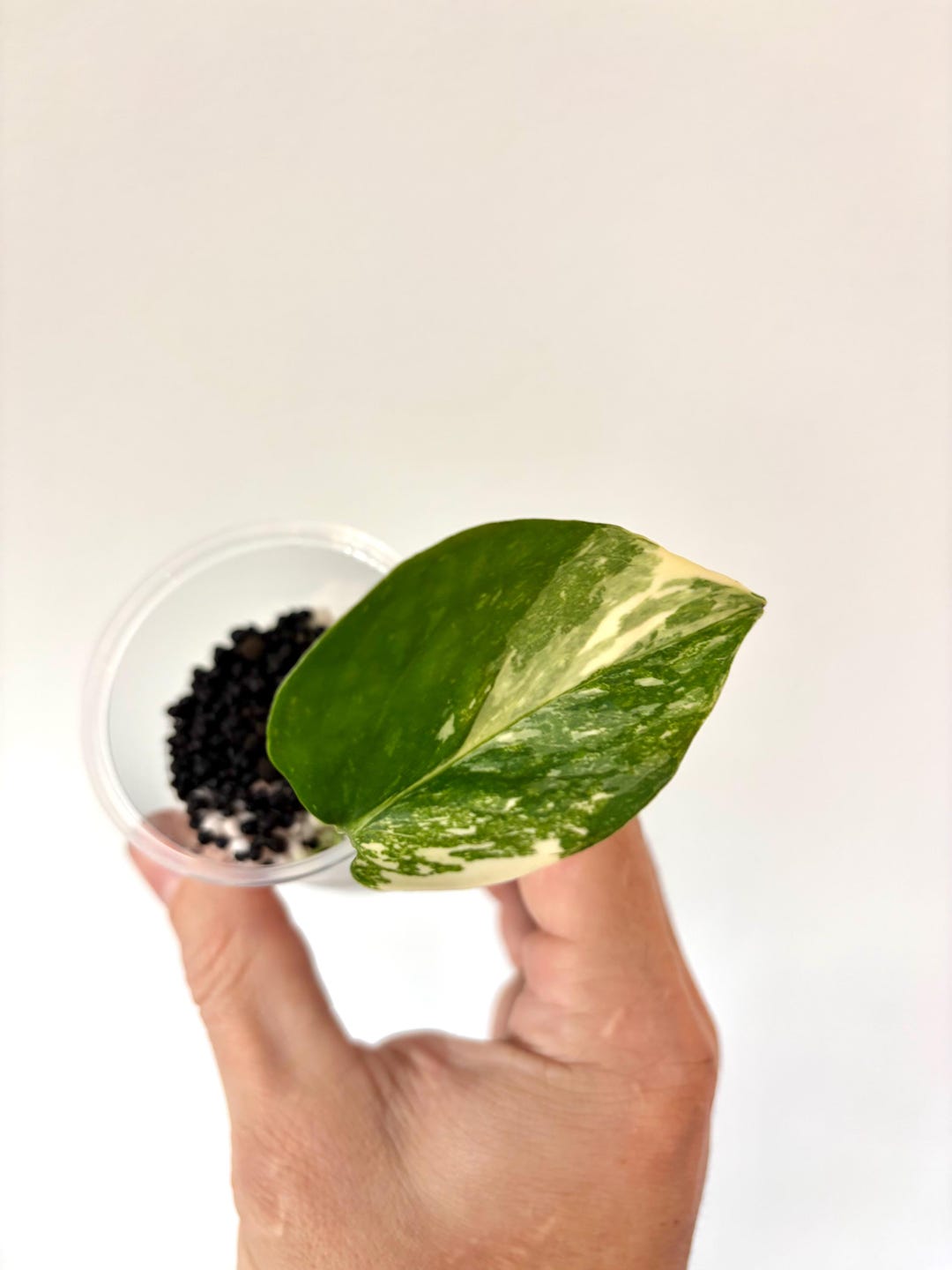 Colorado Constellation Pothos | Epipremnum Aureum | USA Seller - Etsy