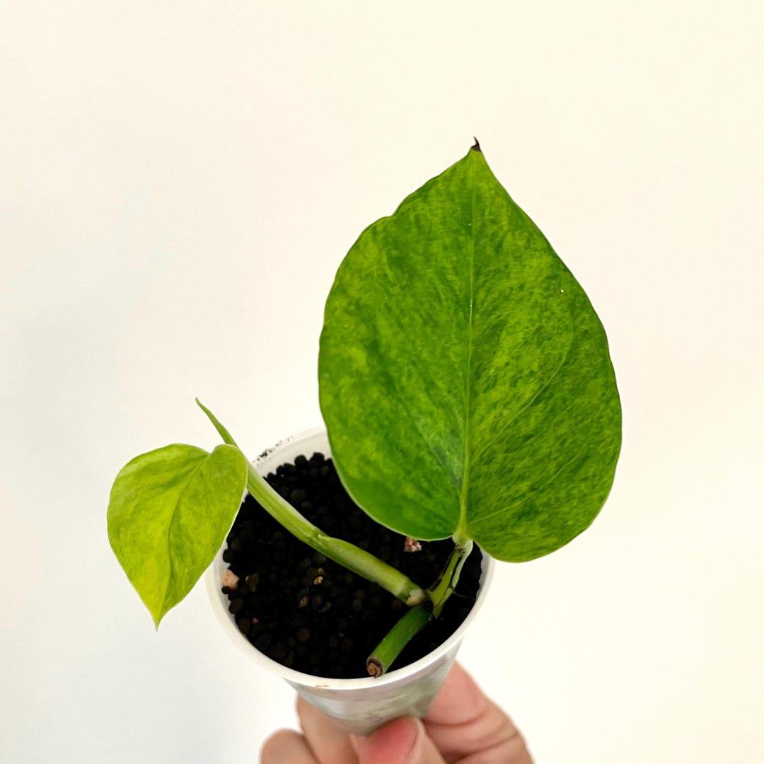 Carnival Pothos Teruno Series Epipremnum Aureum Carnival Terunoworld ...