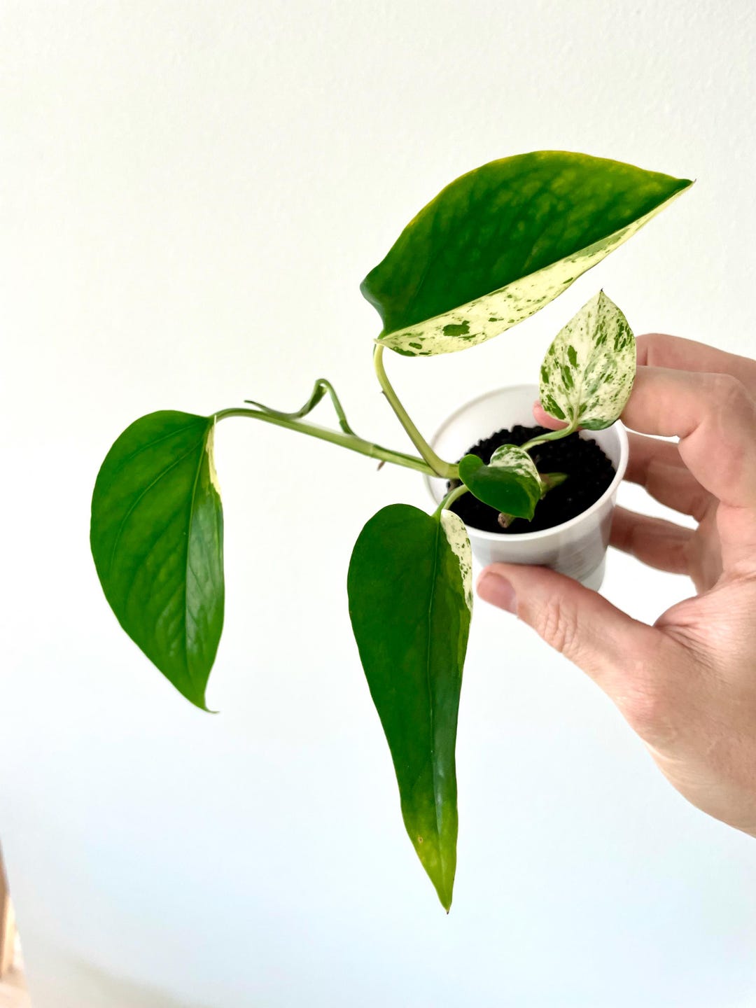 Fanfare Pothos | Teruno Series | Epipremnum Aureum Fanfare ...