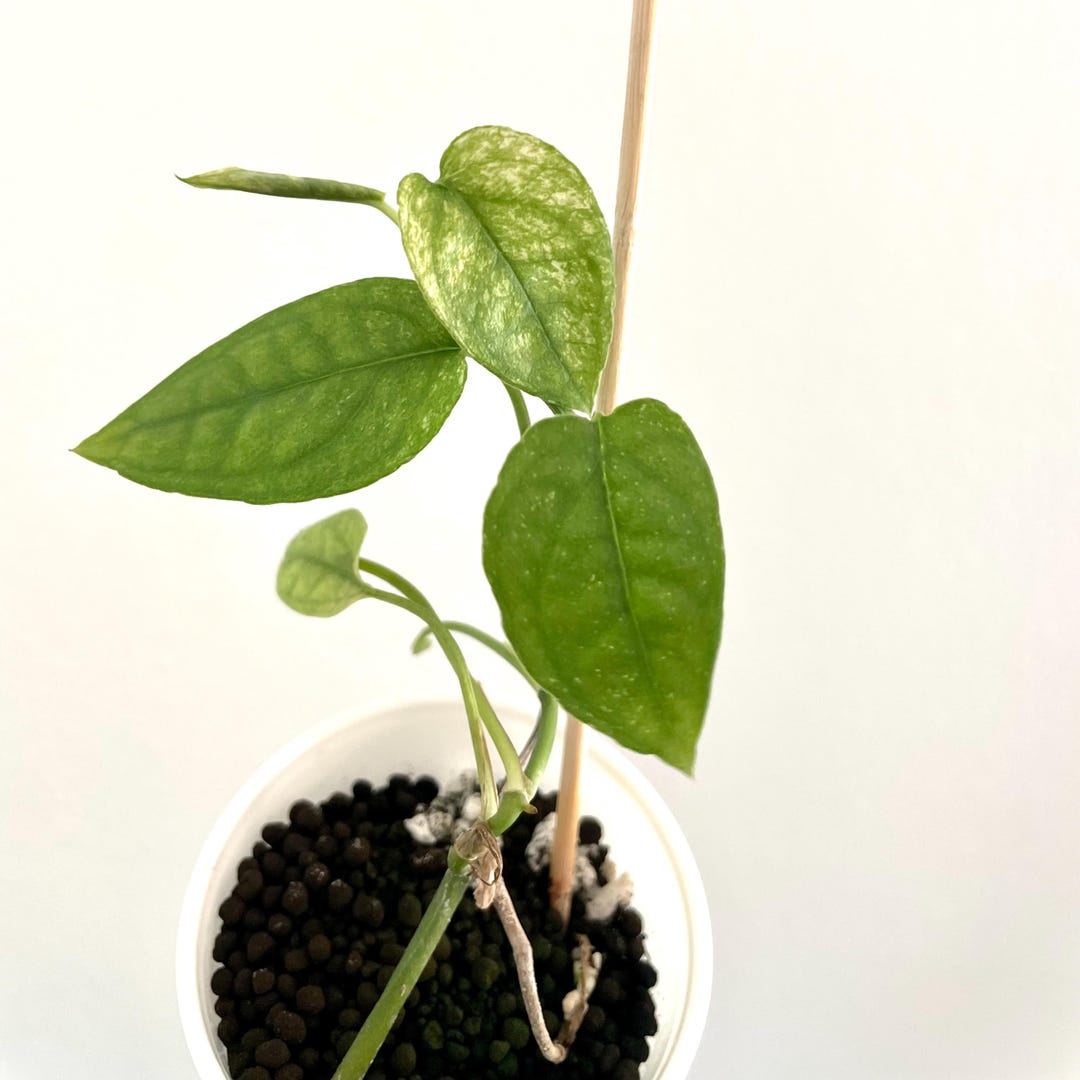 Epipremnum Cebu Blue Ghost Variegated | USA Seller | Epi Pinnatum | USA Seller - Etsy