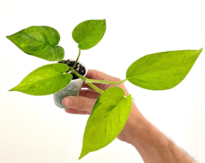 Carnival Pothos | Teruno Series | Epipremnum Aureum Carnival ...