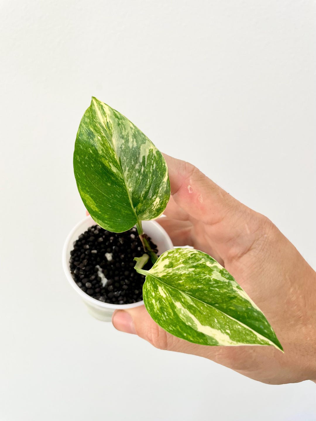 Colorado Constellation Pothos | Epipremnum Aureum | Terunoworld | USA ...
