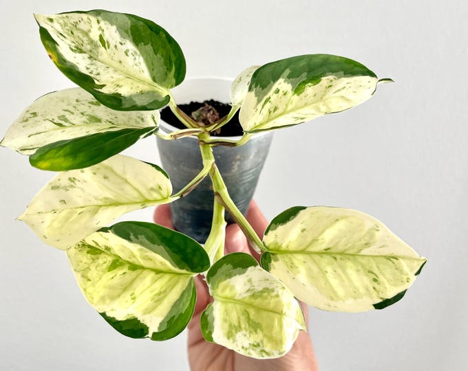 Japanese Global Pothos | Epipremnum Aureum Global | Japanese Global ...