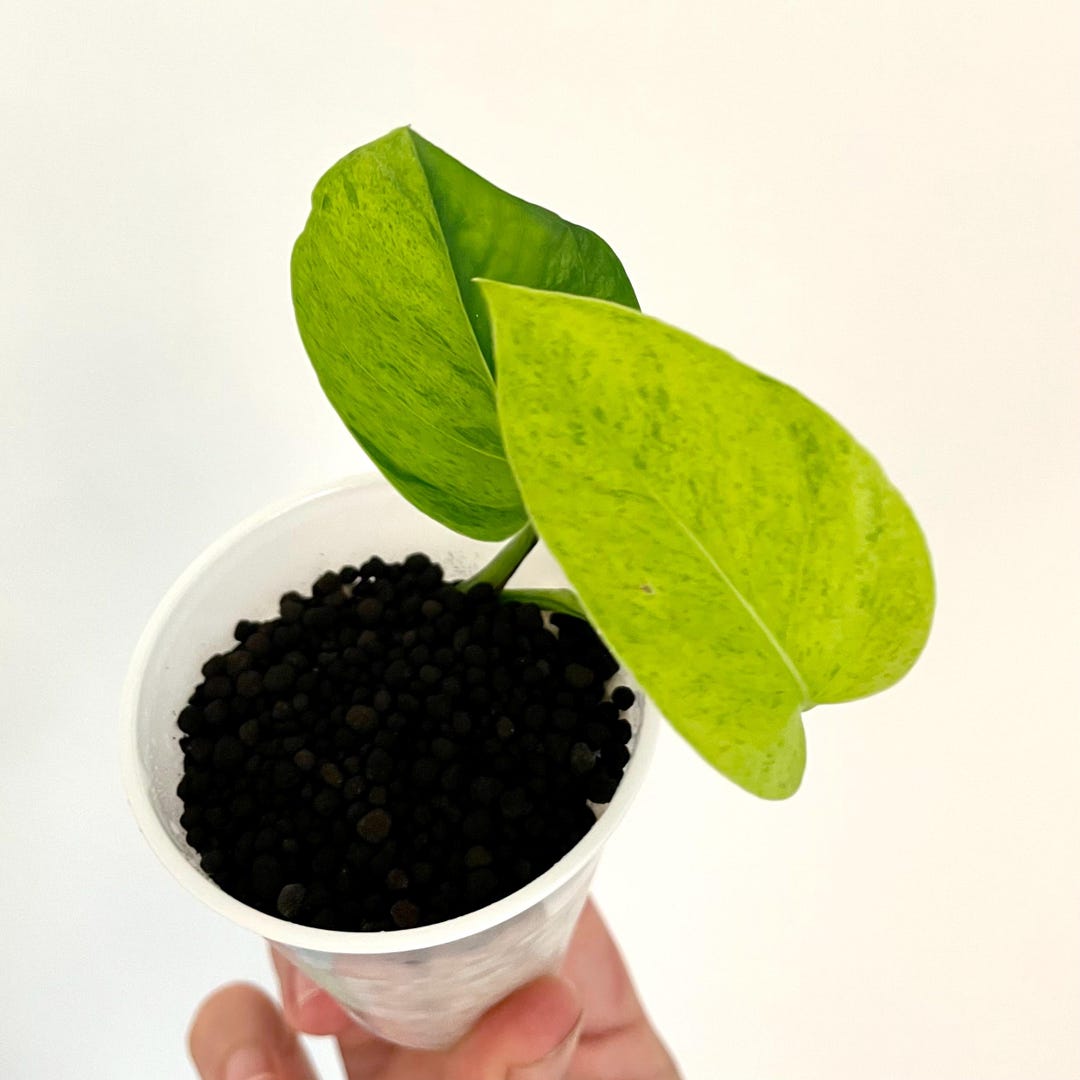 Carnival Pothos | Teruno Series | Epipremnum Aureum Carnival ...