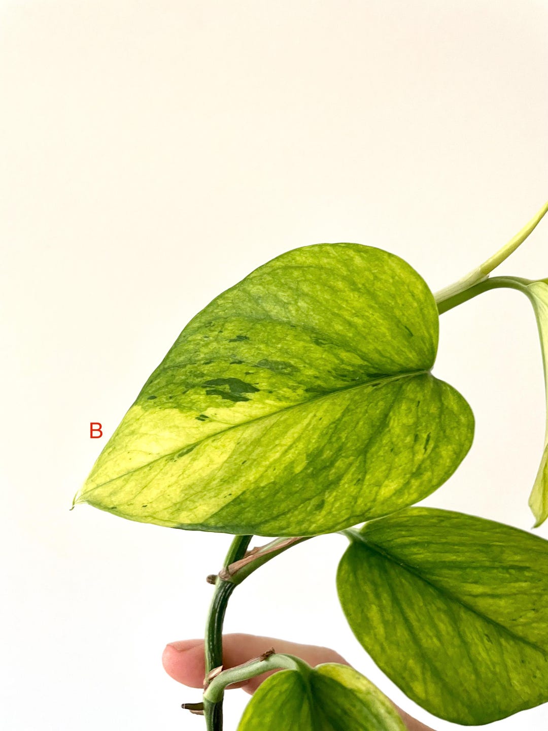 Jessenia Pothos | UNROOTED Mid-cut | Epipremnum Aureum | USA Grower ...