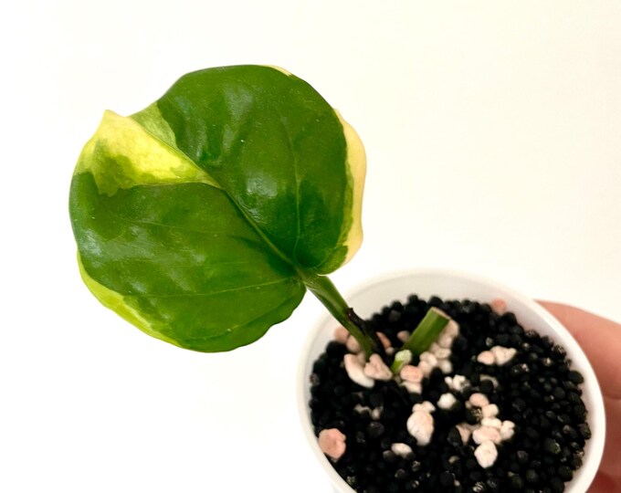 Poonsin Pothos | Epipremnum Aureum | USA Grower & Seller - Etsy