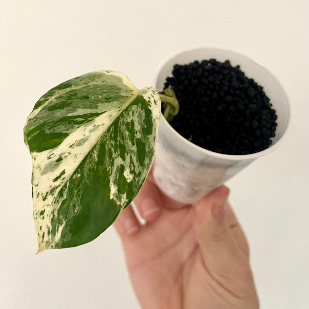 Fanfare Pothos Teruno Series Epipremnum Aureum Fanfare Terunoworld USA ...