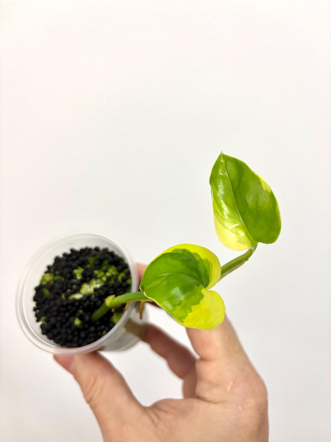 Poonsin Pothos | Epipremnum Aureum | USA Grower & Seller - Etsy