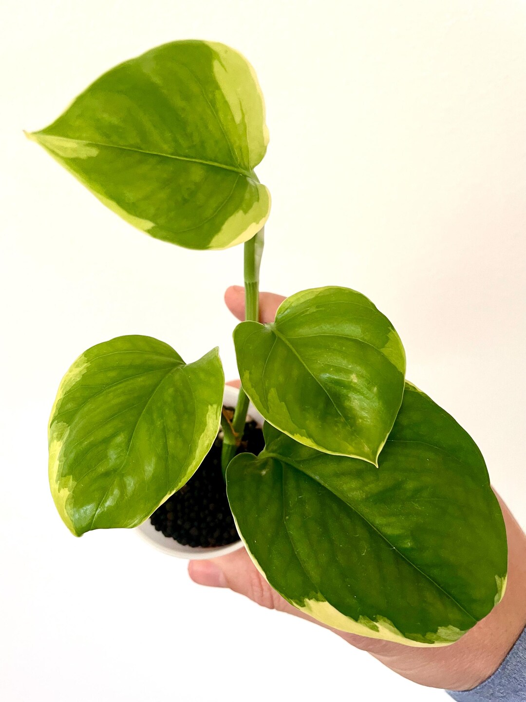 Poonsin Pothos | Epipremnum Aureum | USA Grower & Seller - Etsy