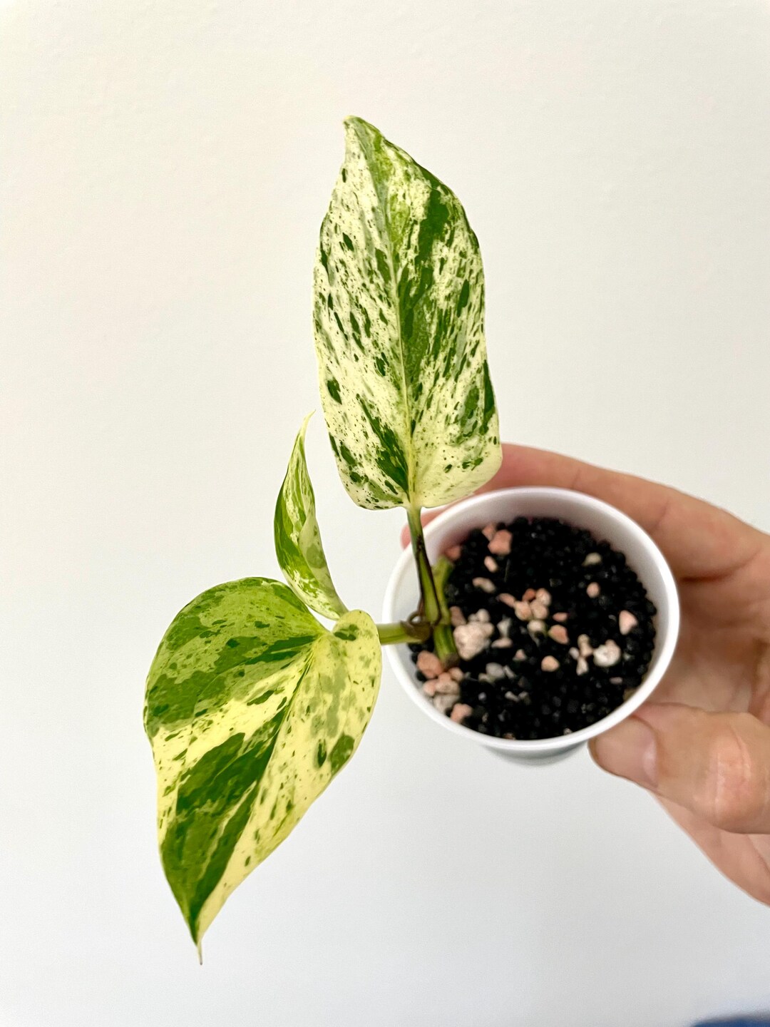 Fanfare Pothos | Teruno Series | Epipremnum Aureum Fanfare ...