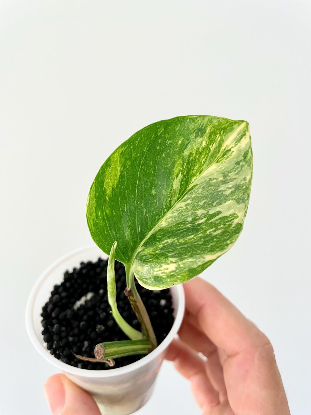 Colorado Constellation Pothos | Epipremnum Aureum | Terunoworld | USA ...