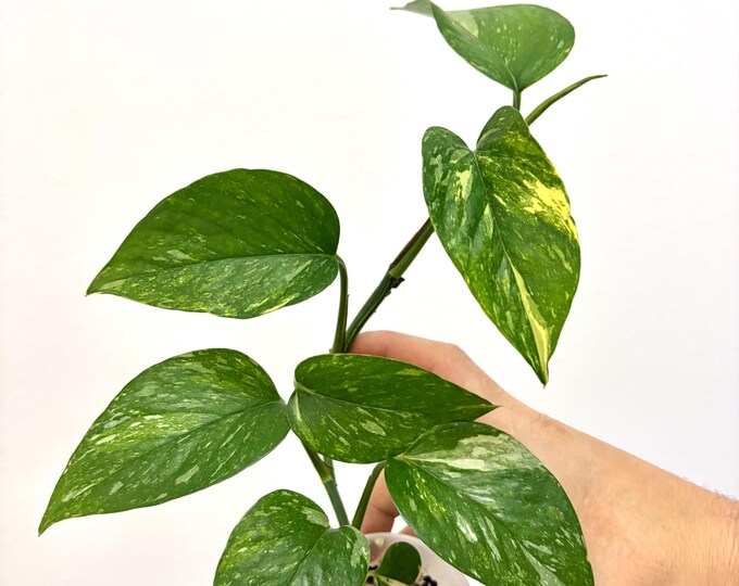 Colorado Constellation Pothos | Epipremnum Aureum | Terunoworld | USA ...