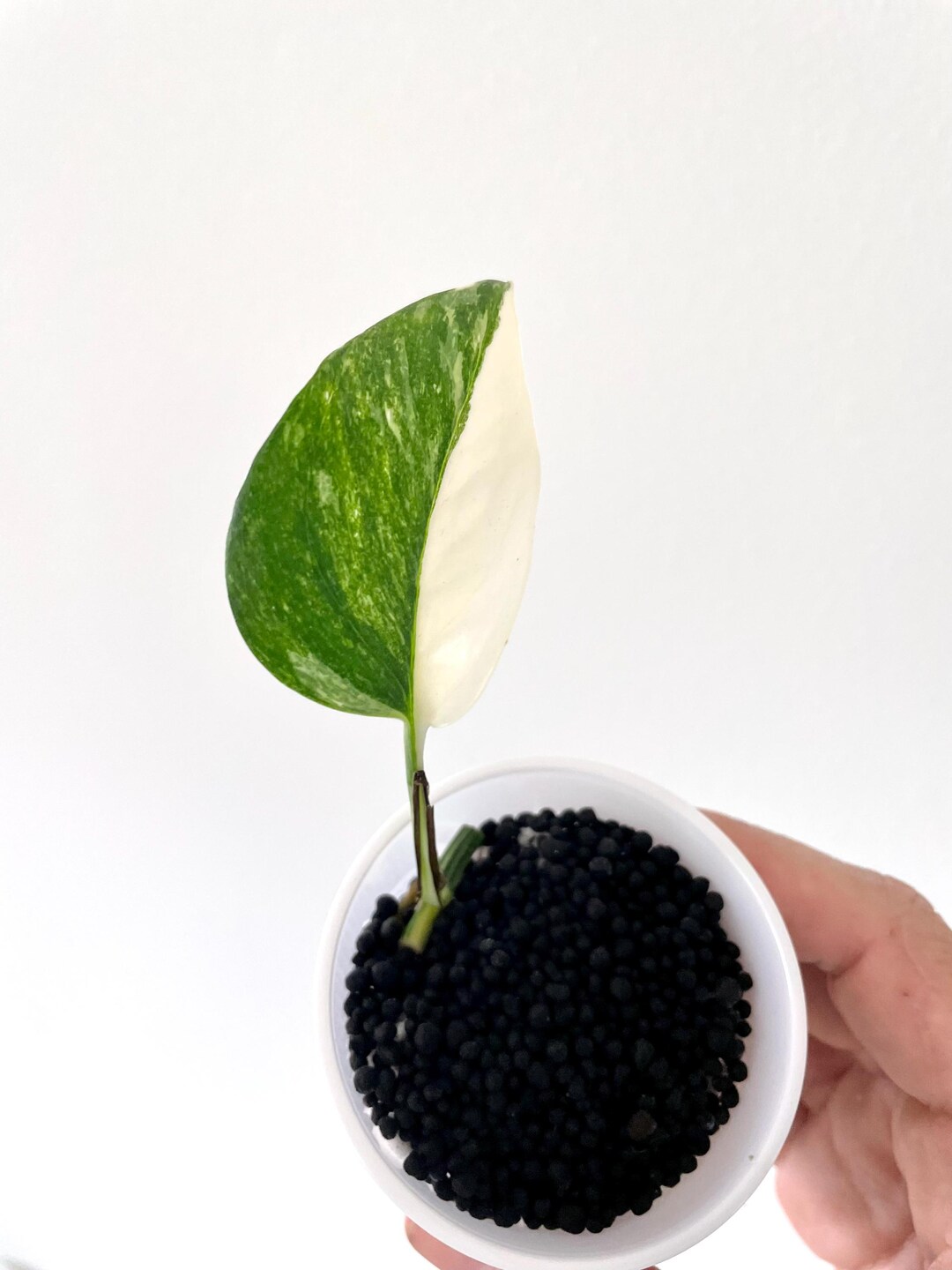 Colorado Constellation Pothos | Epipremnum Aureum | Terunoworld | USA ...