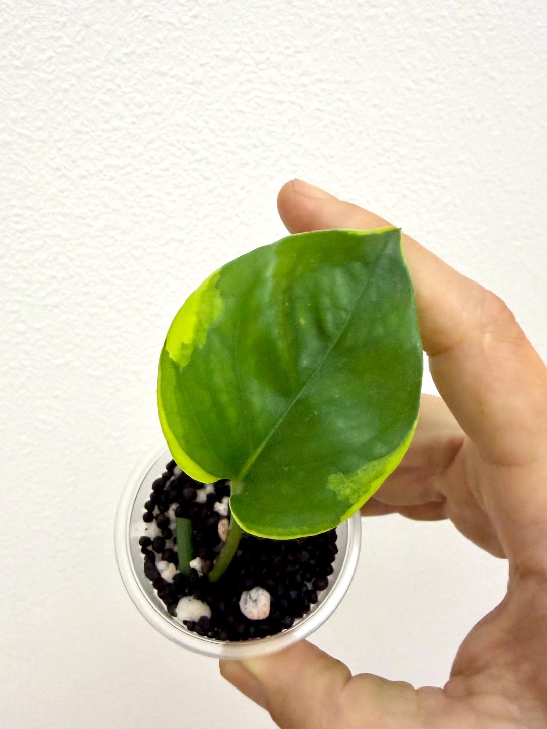 Poonsin Pothos | Epipremnum Aureum | USA Grower & Seller - Etsy