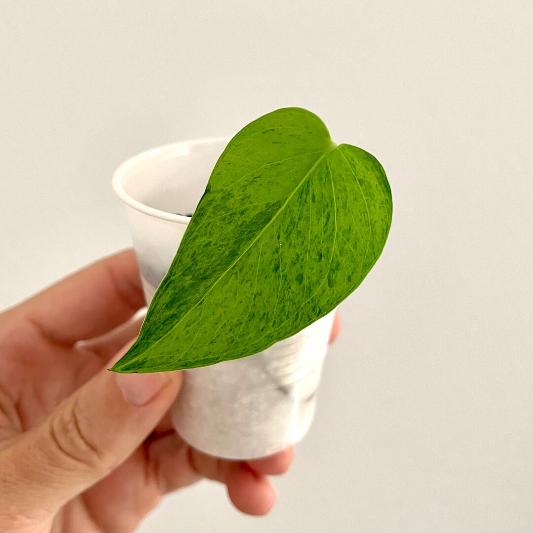 Carnival Pothos Teruno Series Epipremnum Aureum Carnival Terunoworld ...