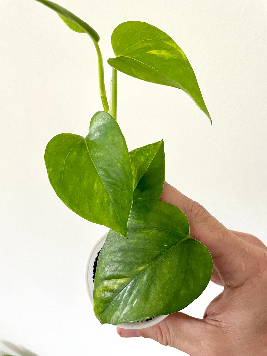 Robin Pothos | Epipremnum Aureum | Teruno Series | Terunoworld | USA ...