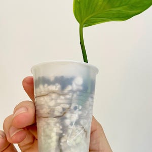 Poonsin Pothos | Epipremnum Aureum | USA Grower & Seller - Etsy