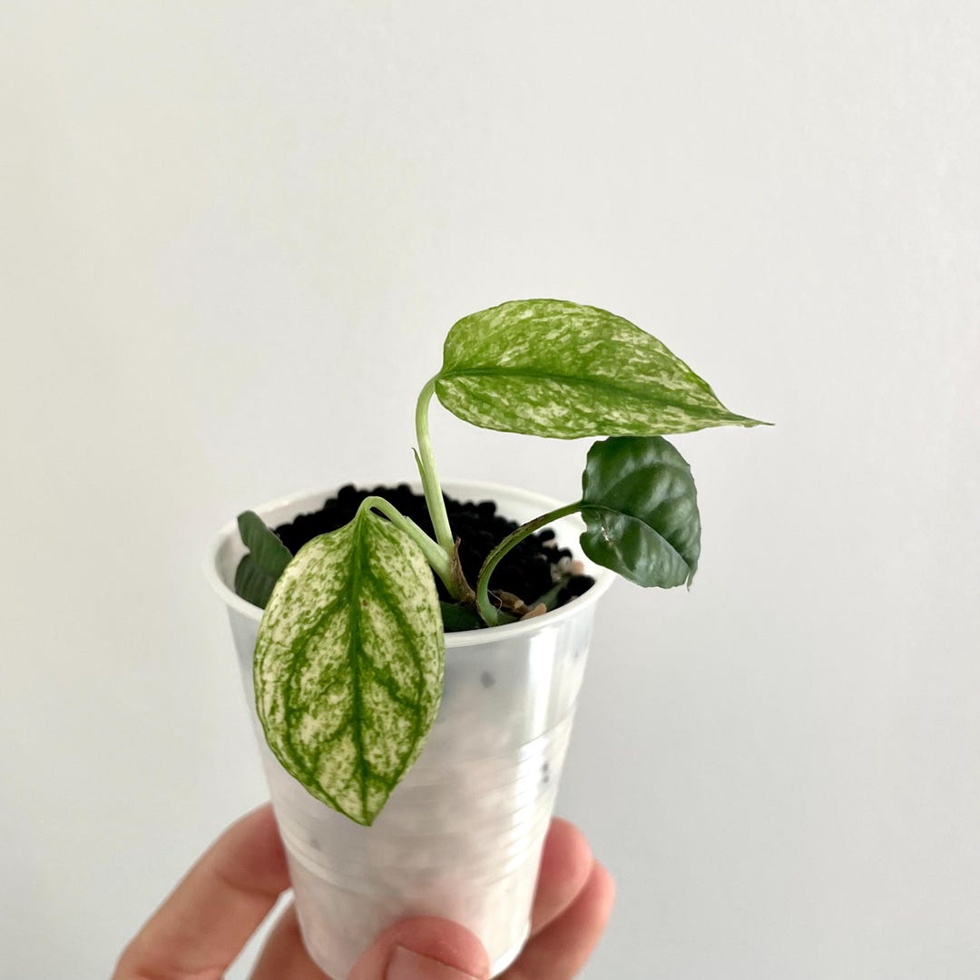 Epipremnum Cebu Blue Ghost Variegated | USA Seller | Epi Pinnatum | USA Seller - Etsy