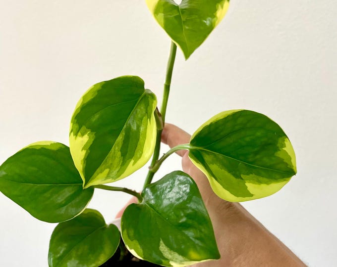Poonsin Pothos | Epipremnum Aureum | USA Grower & Seller - Etsy
