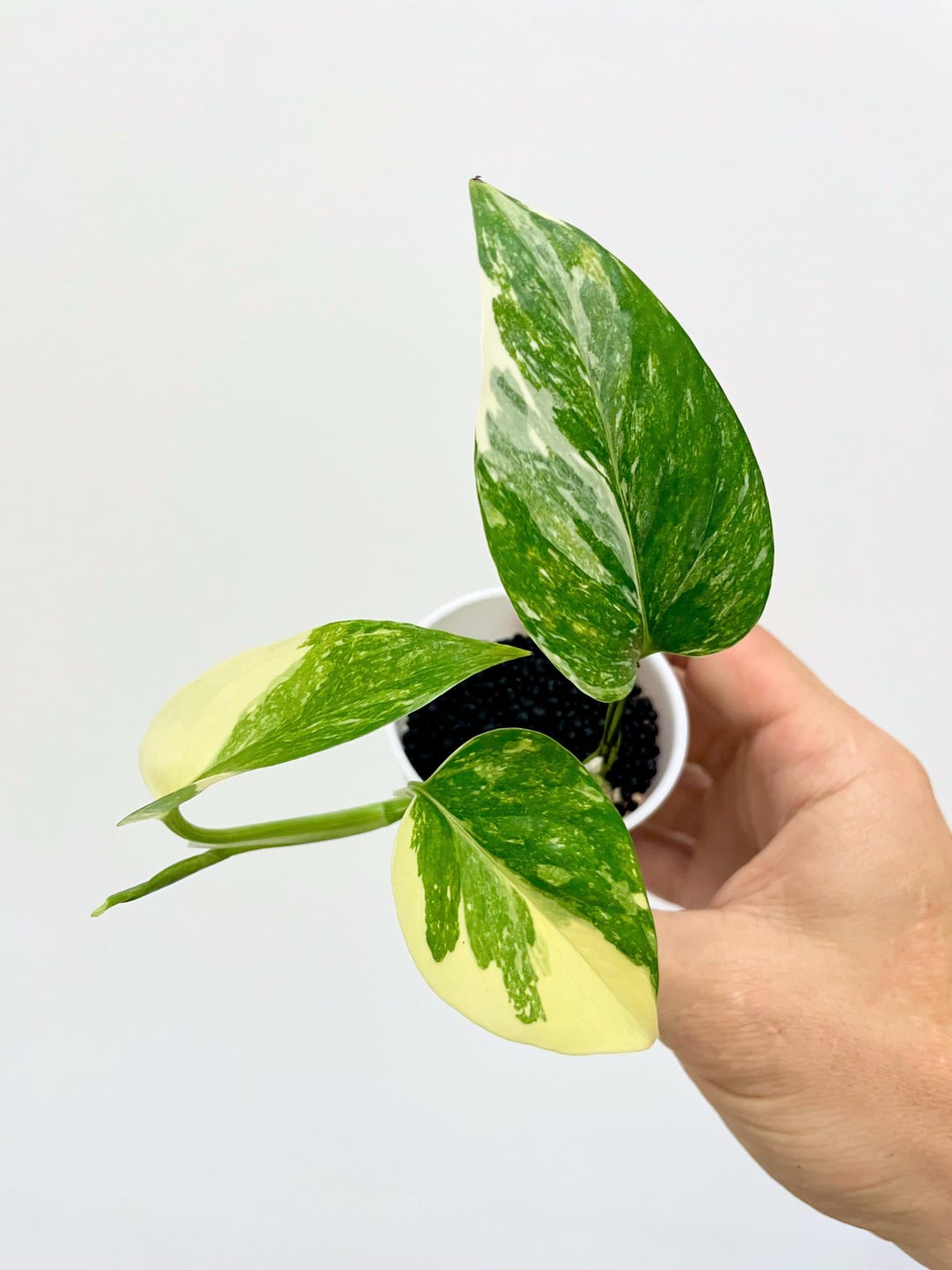 Colorado Constellation Pothos | Epipremnum Aureum | USA Seller - Etsy