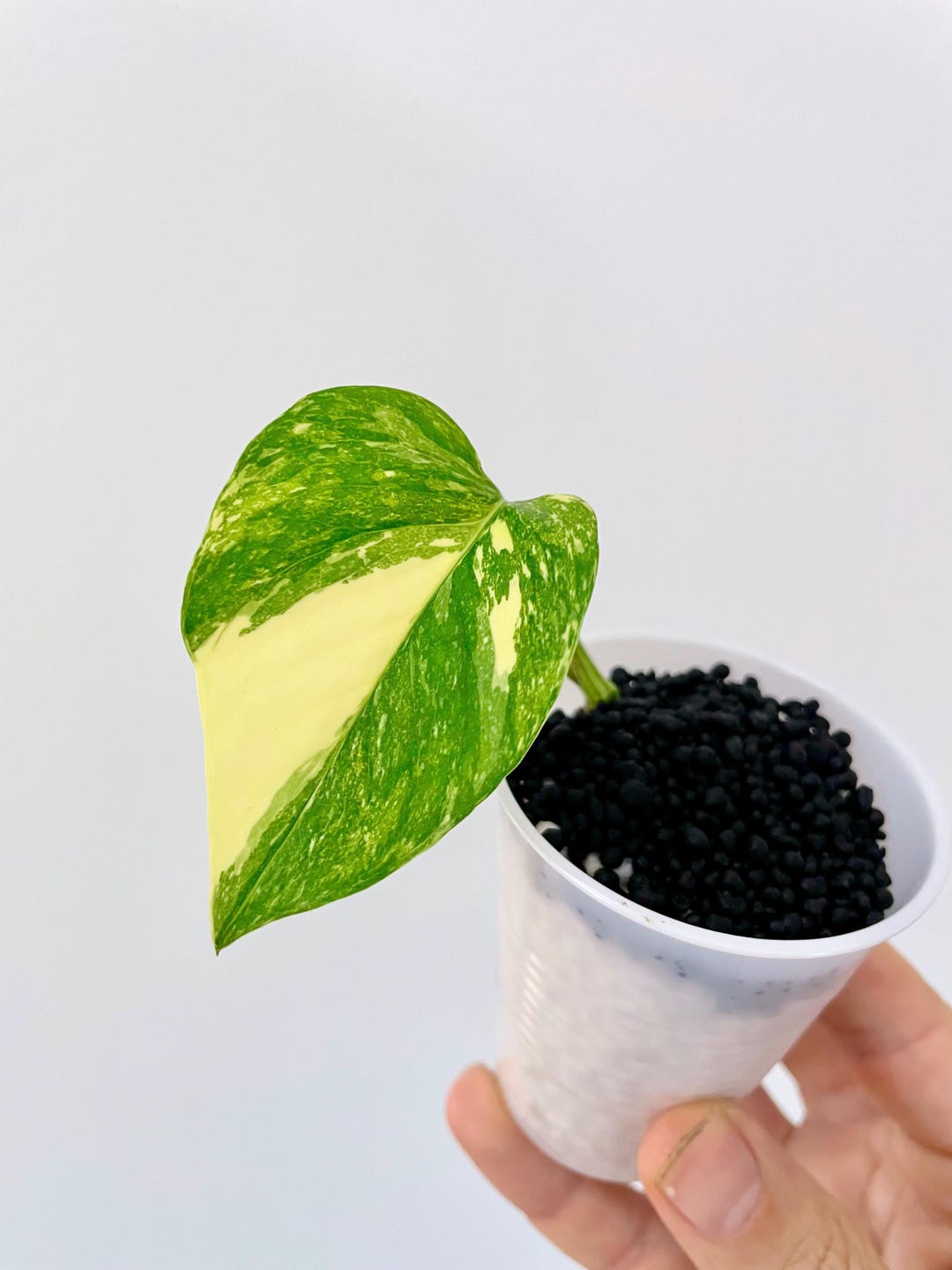 Colorado Constellation Pothos | Epipremnum Aureum | Terunoworld | USA ...
