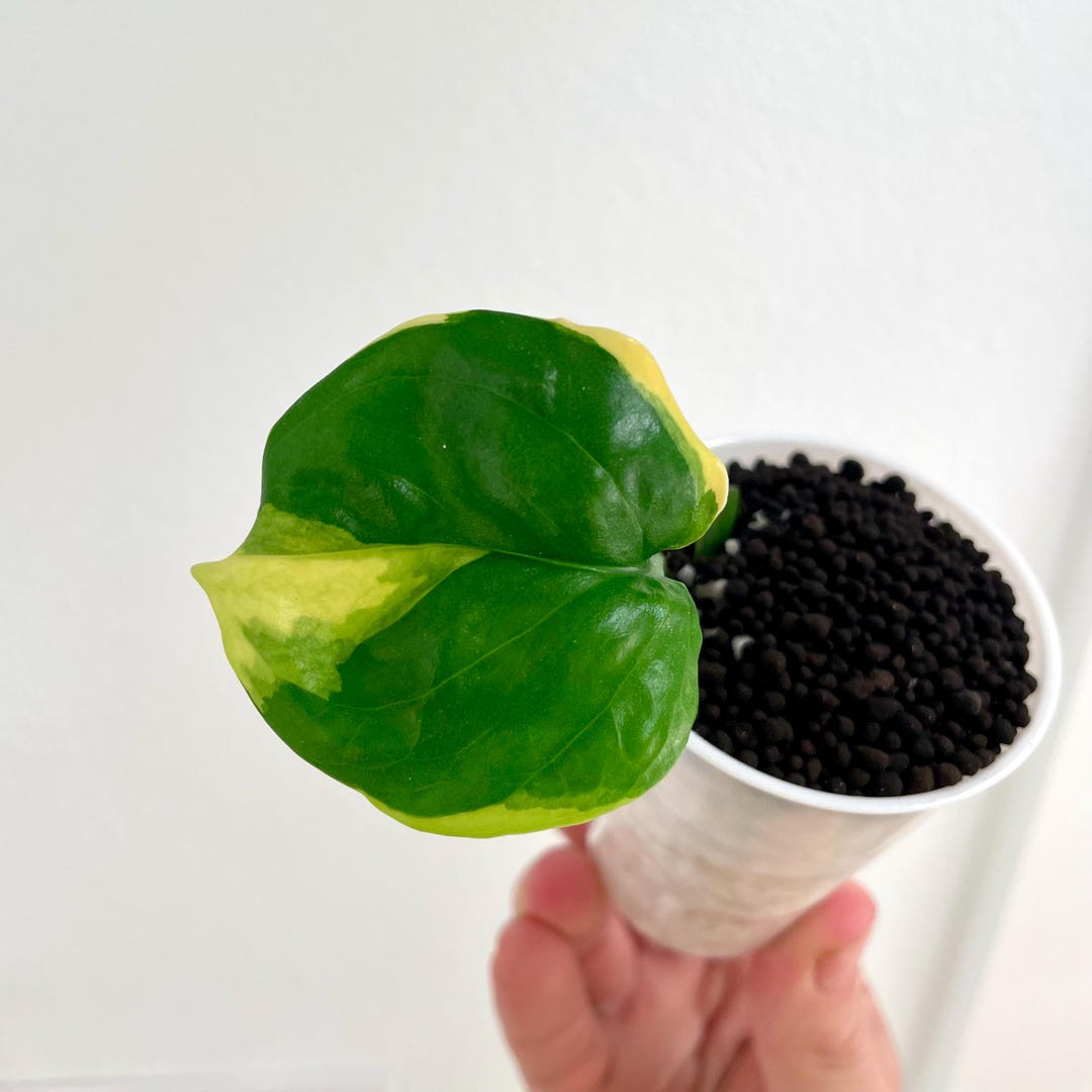 Poonsin Pothos | Epipremnum Aureum | USA Grower & Seller - Etsy