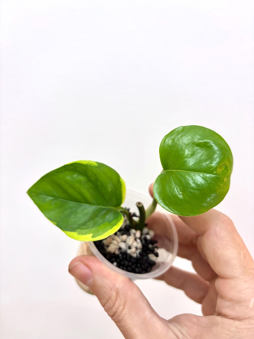 Poonsin Pothos | Epipremnum Aureum | USA Grower & Seller - Etsy