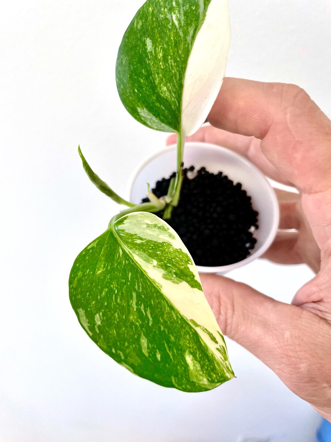 Colorado Constellation Pothos | Epipremnum Aureum | Terunoworld | USA ...